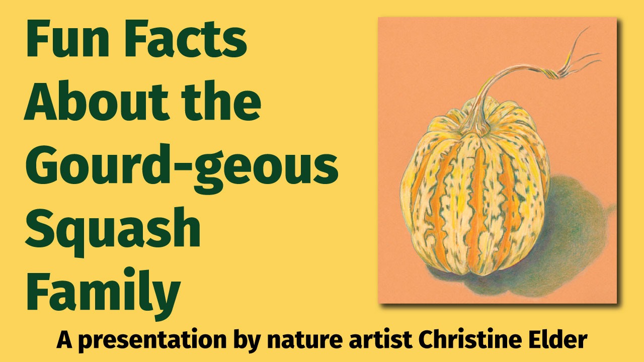 Pumpkins, Squash, and Gourds; oh my!
