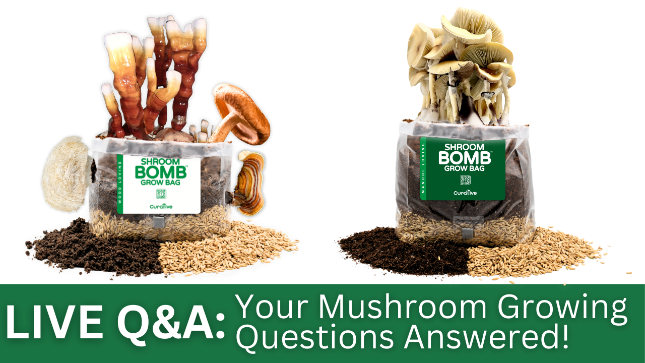 Live Mushroom Cultivation Workshop: Injecting Grow Bags, Agar Transfers ...