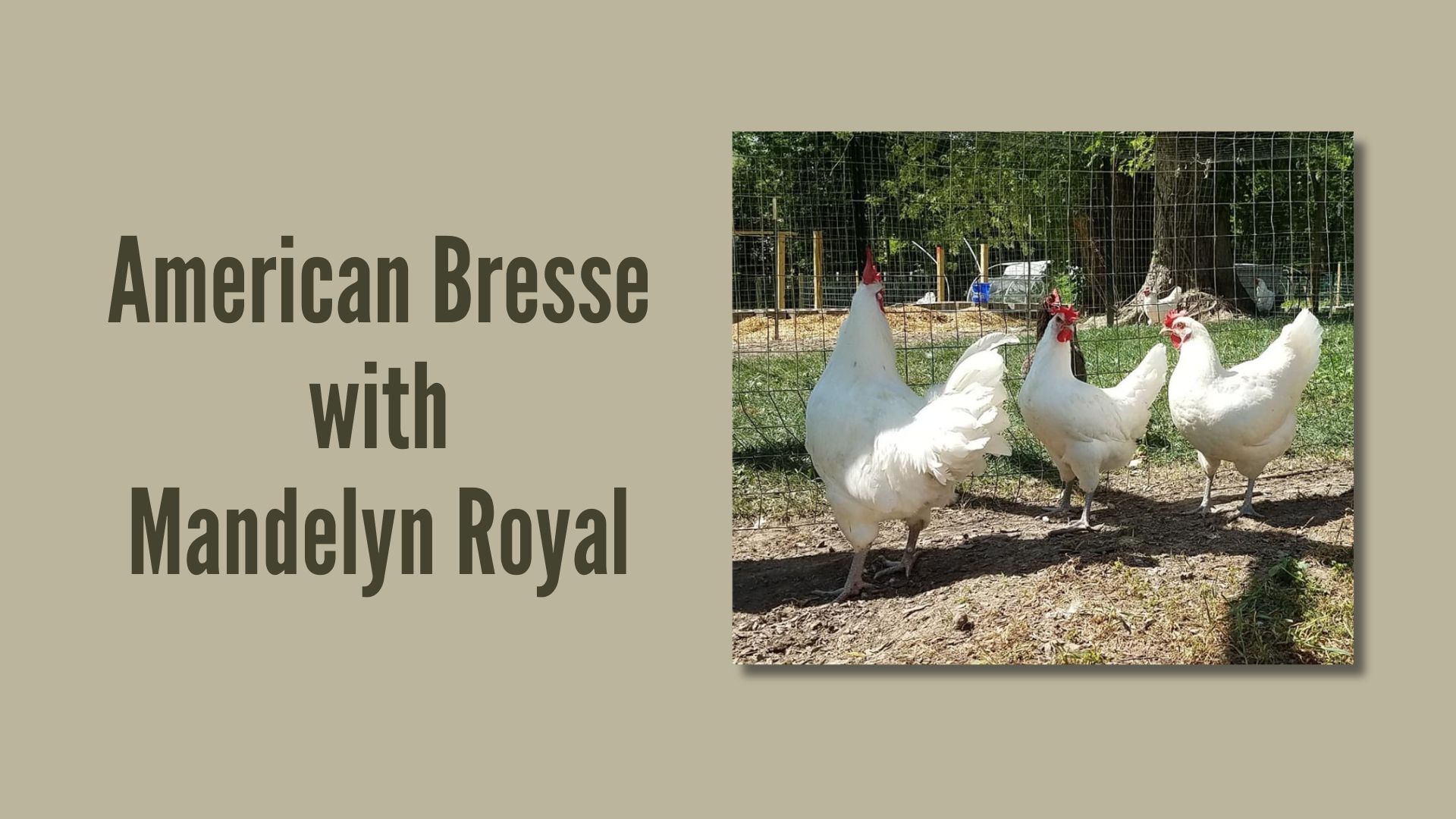 American Bresse With Mandelyn Royal