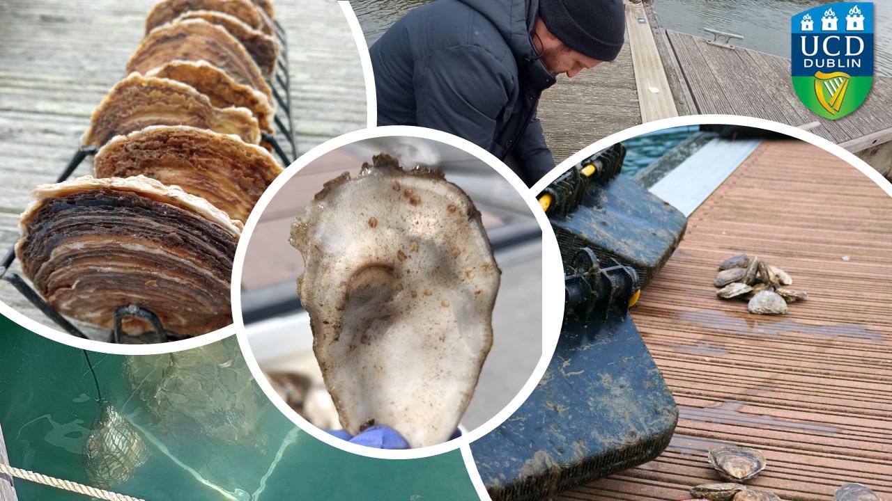 Native Flat Oyster (Ostrea edulis) Restoration Using Artificial Reef ...