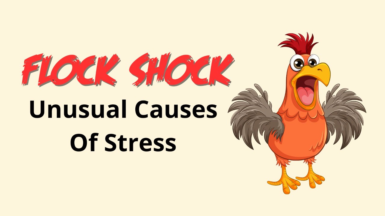 Flock Shock - Unusual Causes Of Stress
