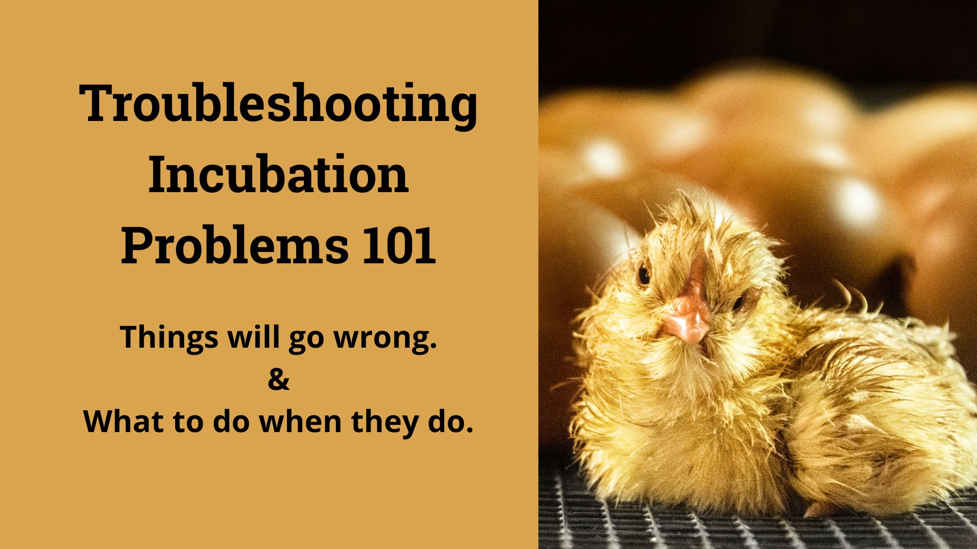 "Incubator Troubleshooting 101: Solving Common Incubation Problems in ...