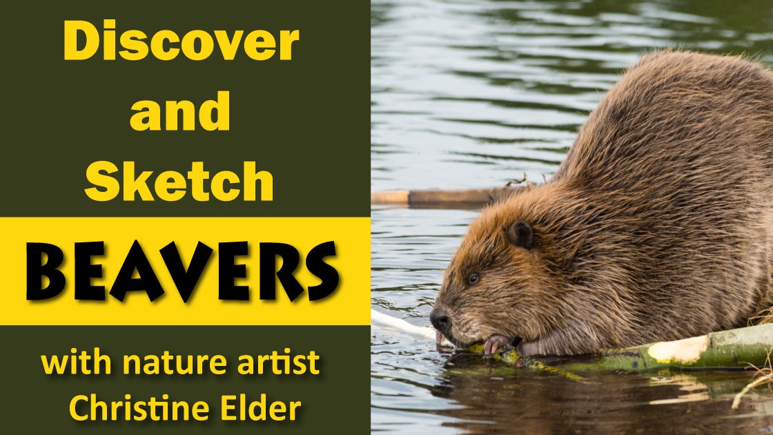 International Beaver Day Celebration and Sketching Event