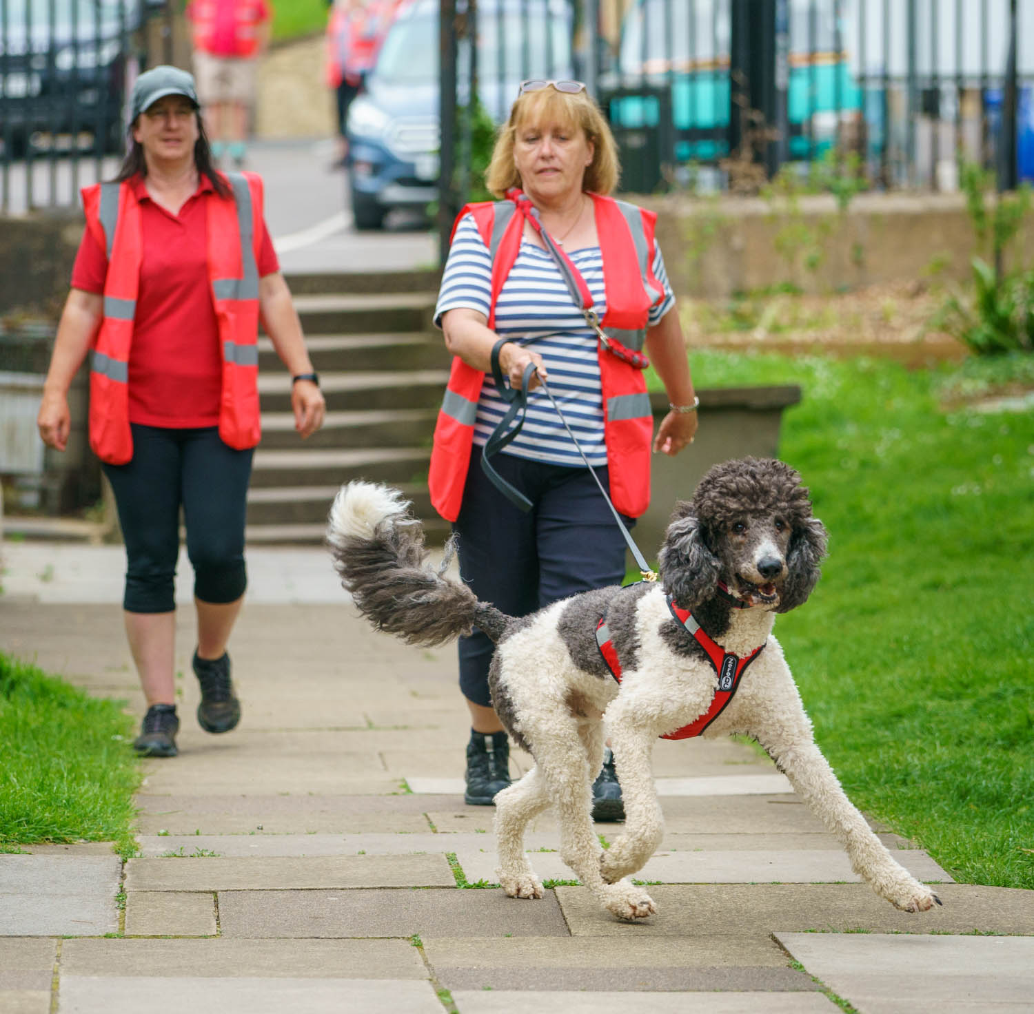 Sniffing out the benefits of dog trailing | Stroud Times
