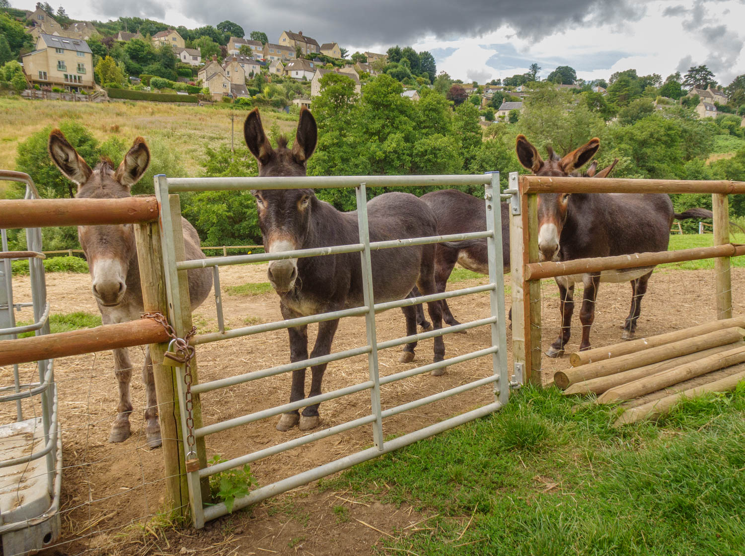 Sanctuary provides a loving home for rescued donkeys | Stroud Times