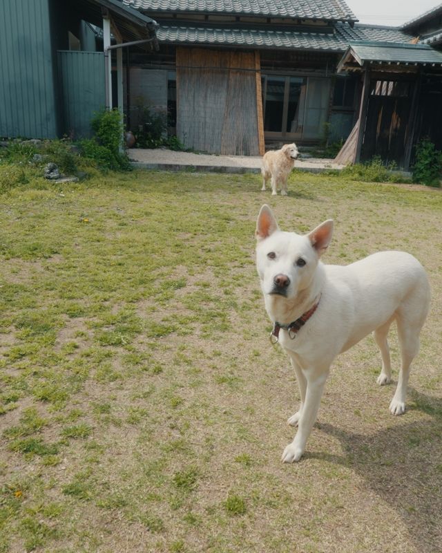 築220年！看板犬もいる！かまど炊きご飯も人気な『okudo中村舎』がサイコーに癒される！～三重県いなべ市