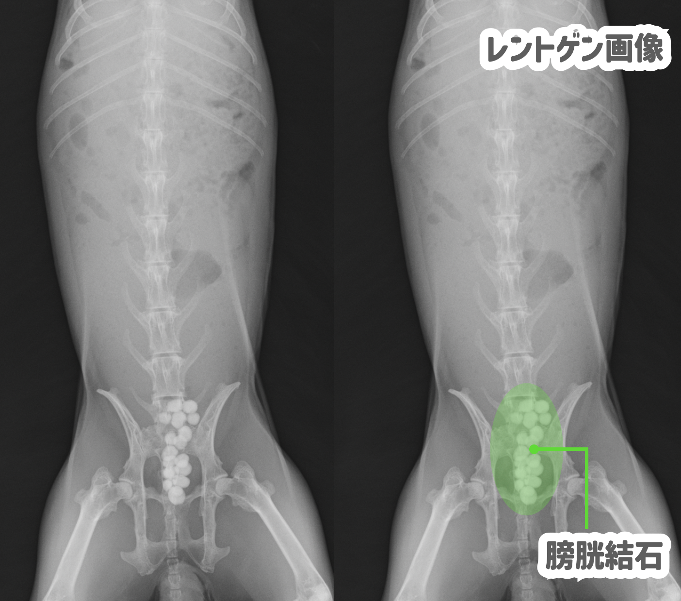 うさぎの血尿！？膀胱結石🐰 | SAMCの症例紹介 | 渋谷駅1分・夜間診療の動物病院 | 渋谷動物医療センター
