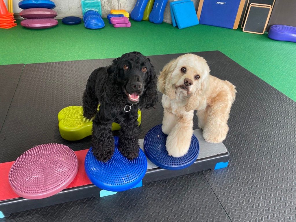 【Masa's Blog】vol.2 The relationship between people and pets（A’ALDA CEO Masamichi Okuda） | A’ALDA ...