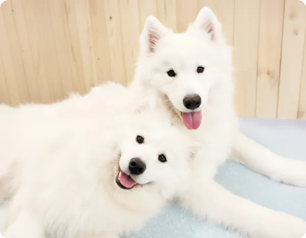 Samoyed cafe AL：神戸店