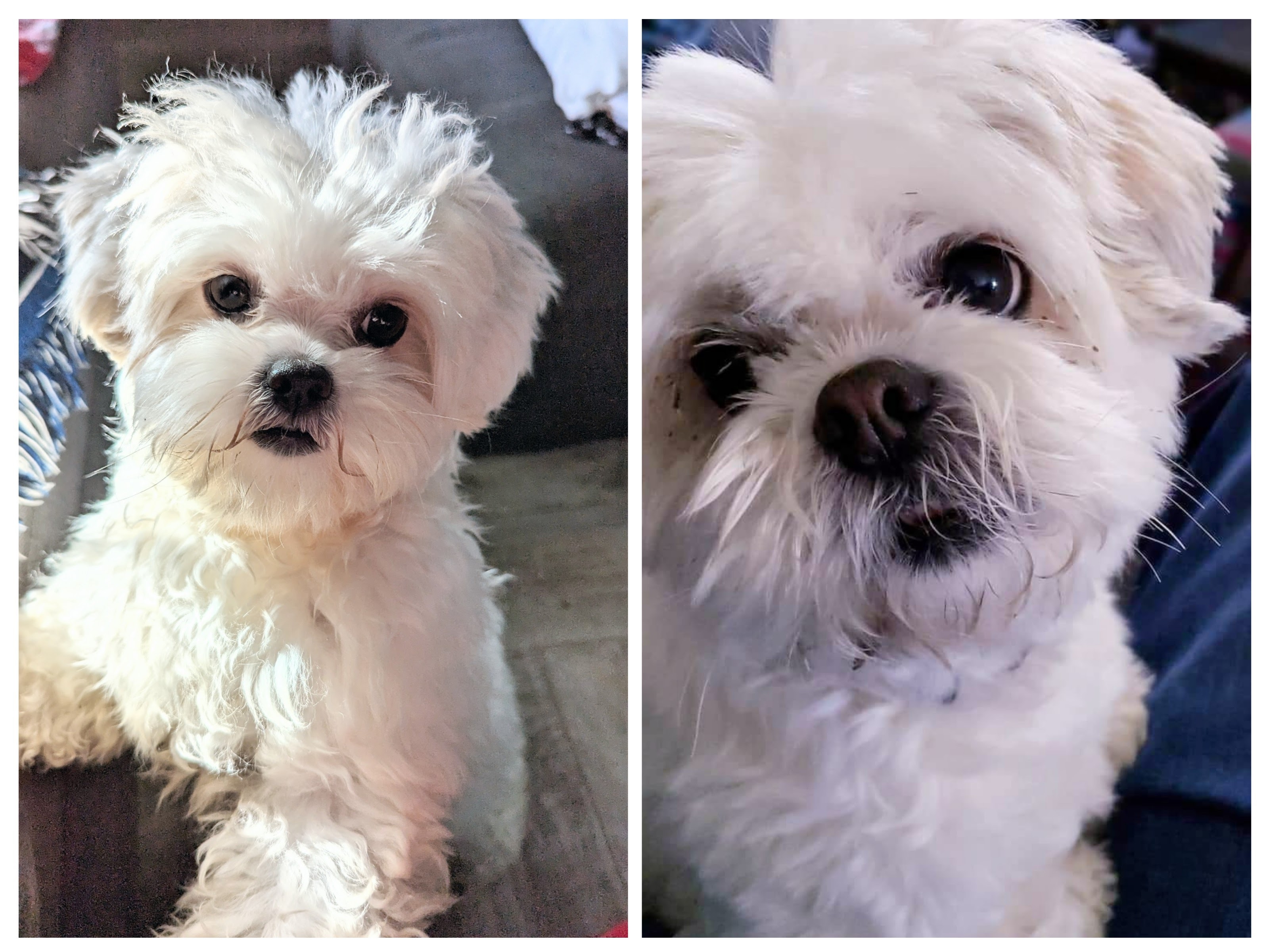 Dogs Google Lampposts Are Neighborhood Google News For Sniffing Dogs: