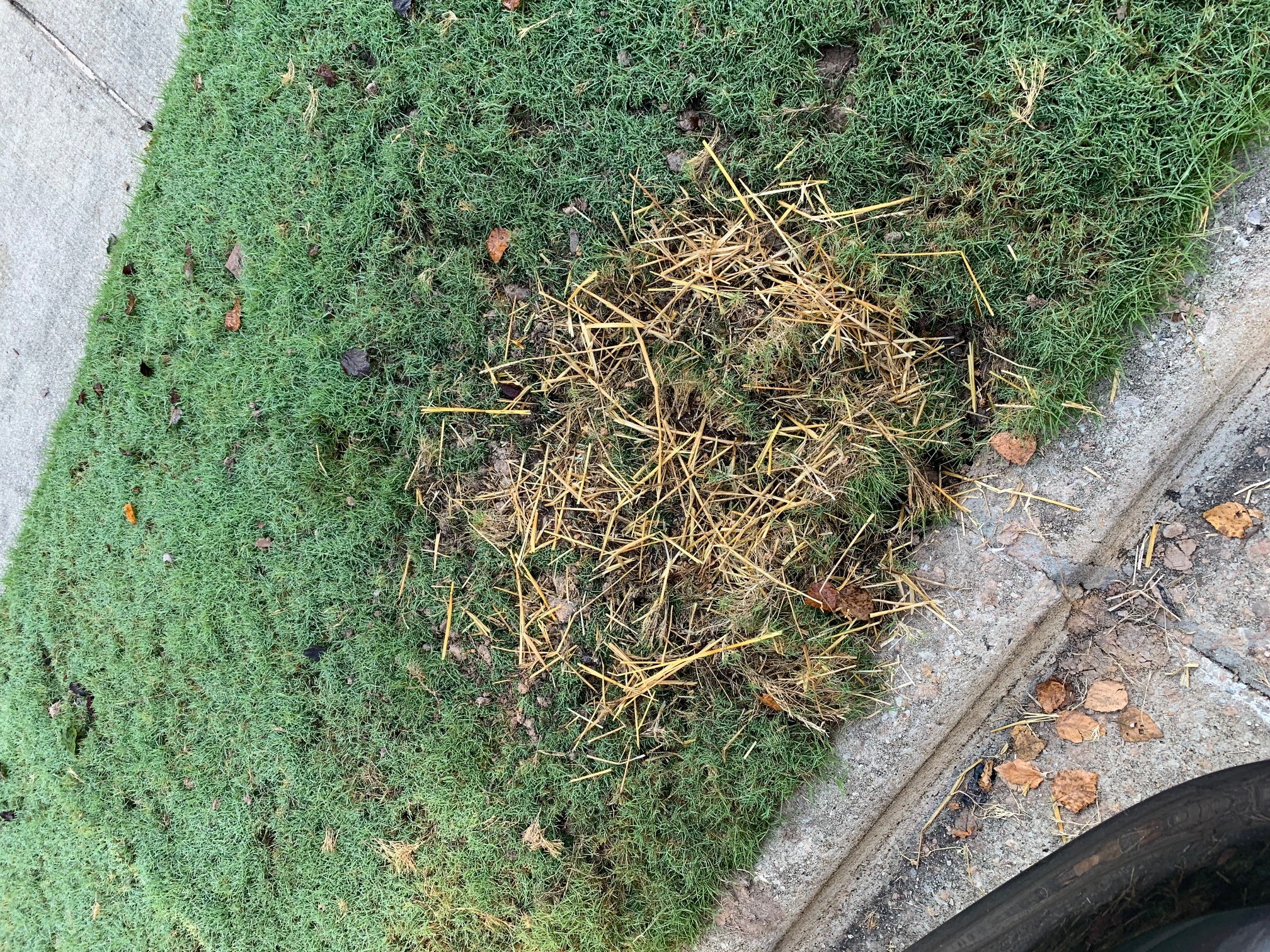 Installer destroyed my grass -- again - Google Fiber Community