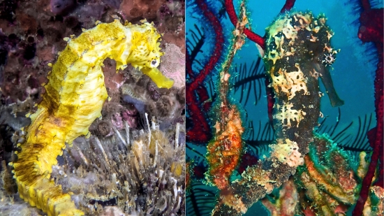 Kuda Seahorse - Aquacultured - Seahorses - Saltwater Fish