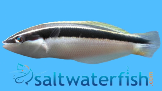 Ruby Finned Fairy Wrasse: Male - Wrasses Reef Safe - Saltwater Fish