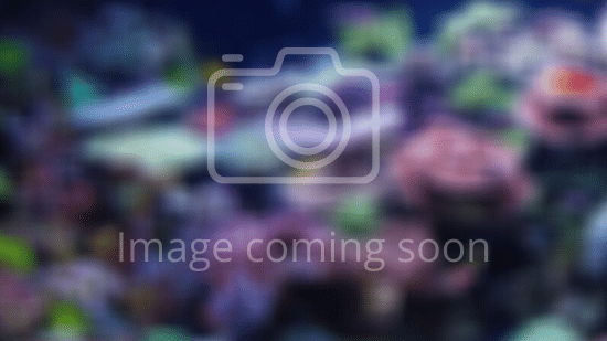 Dutoiti Neon Dottyback - Captive Bred - Dottybacks - Saltwater Fish