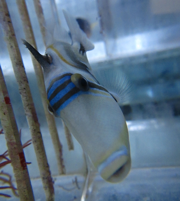 Humu Humu Trigger #741 - Eye It & Buy It