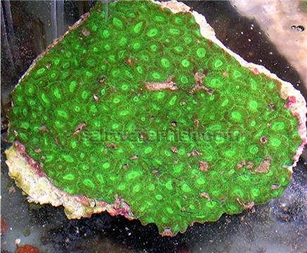 Brain Coral - Favia - Lps - Coral