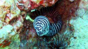 Black Ribbon Eel - Eels - Saltwater Fish