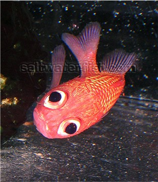Cardinal Soldierfish - Venomous - Squirrelfish - Saltwater Fish