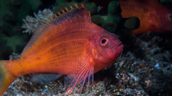 Longnose Hawkfish - Hawkfish - Saltwater Fish