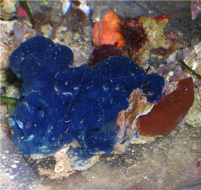 Blue Sponge - Sponges - Invertebrates
