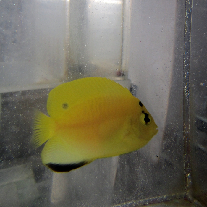 Flagfin Angelfish #A 150 - Eye It & Buy It