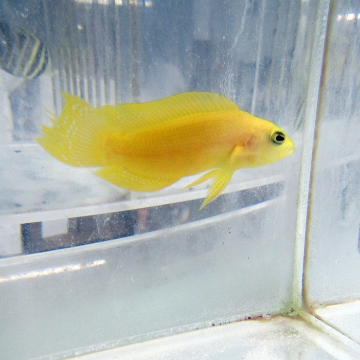 Dusky Dottyback #A 154 - Eye It & Buy It
