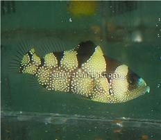 Clown Grouper - Groupers - Saltwater Fish