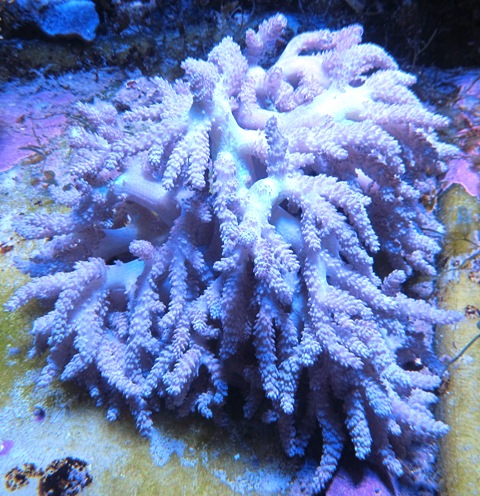 Nepthea Tree #B032 6 inches - Eye It & Buy It