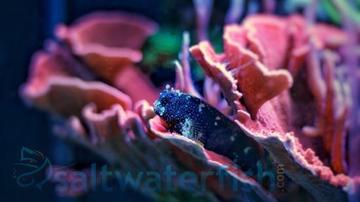 Bicolor Blenny - South Asia - Blennies - Saltwater Fish