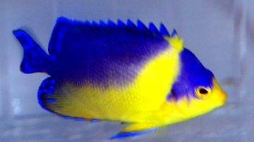 Venustus Angelfish - Angelfish Large - Saltwater Fish