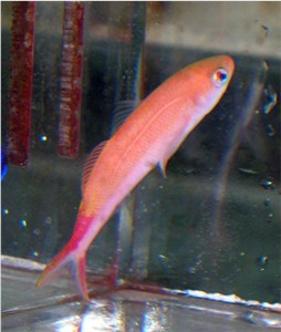 Purple Chromis - Damsels - Saltwater Fish