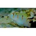 Purple Firefish Goby - Gobies - Saltwater Fish