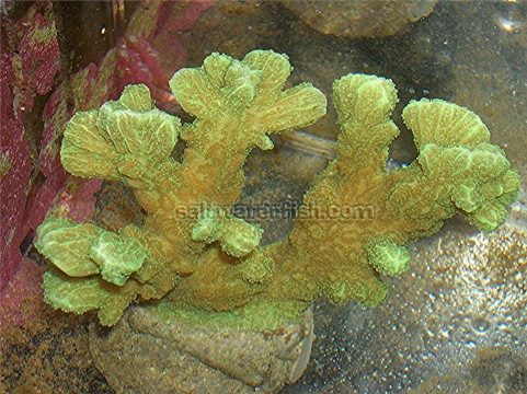 Hydnophora - Branching - Aquacultured - Coral
