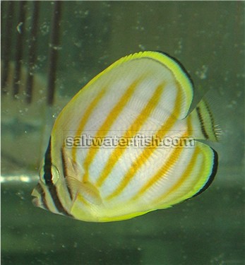 Ornate Butterfly - Butterflies - Saltwater Fish