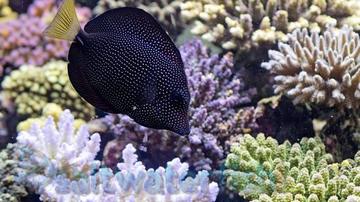 Flame Fin (Tomini) Tang - Tangs - Saltwater Fish