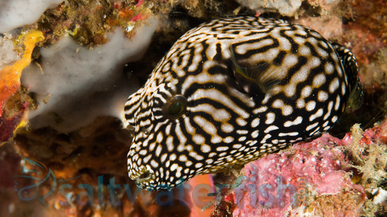 Map Puffer - Puffers