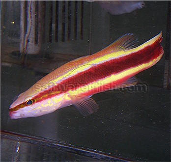 Wrasse Bass - Basslets - Saltwater Fish