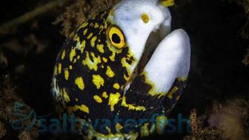 Snowflake Eel - Eels - Saltwater Fish