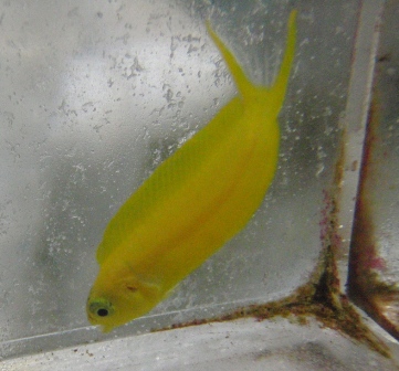 ORA Yellow Canary Blenny Captive-Bred - Blennies - Saltwater Fish