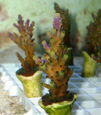 ORA Tri Color Valida Acropora - Limit 1 - Coral