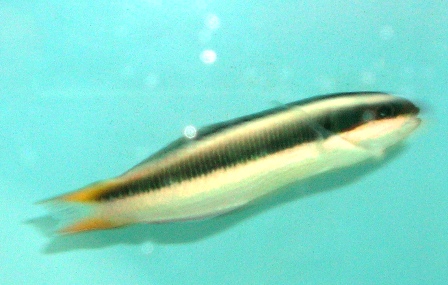 Two Tone Wrasse - Juvenile - Wrasses - Saltwater Fish