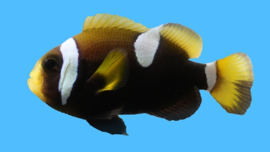 Wide Band Clownfish : Misbar - Captive Bred - Clownfish - Saltwater Fish