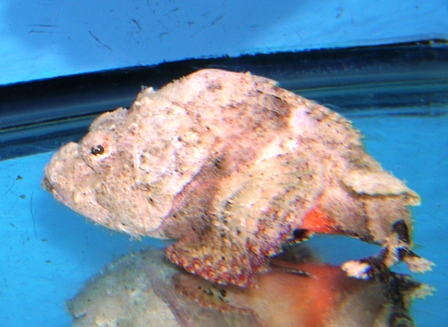 Stone Fish - Miscel - Saltwater Fish