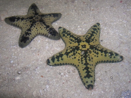 Batik Starfish - Starfish - Invertebrates
