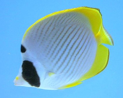 Panda Butterflyfish - Butterflies - Saltwater Fish