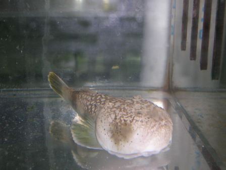 Electric Stargazer - No Longer Available