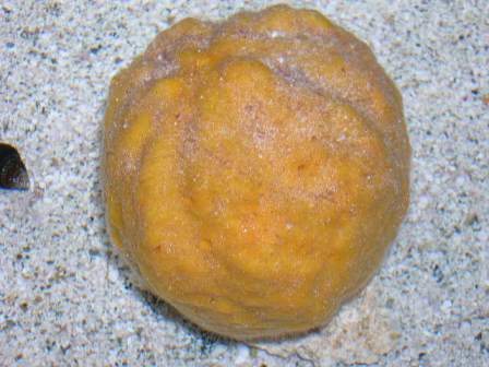 Orange Ball Sponge - Sponges - Invertebrates