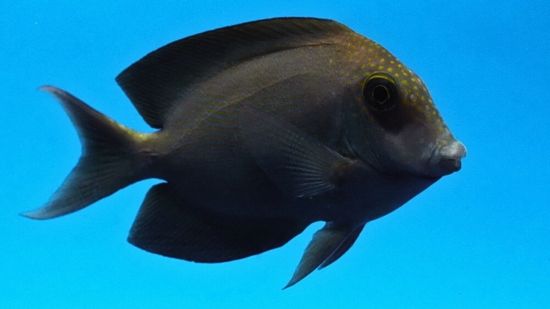 Yellow Mimic (Chocolate) Tang - Tangs - Saltwater Fish