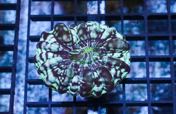 Button Coral (Cynaria) - Australia - Lps - Coral