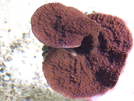 ORA Purple Capricornis Coral - Sps - Coral